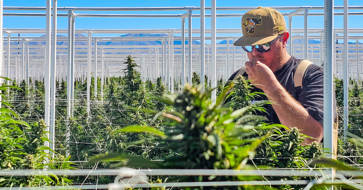 Family Tree of Utah Medical Cannabis: Tracing the Roots of Your ...