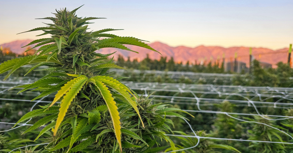 Family Tree of Utah Medical Cannabis: Tracing the Roots of Your ...